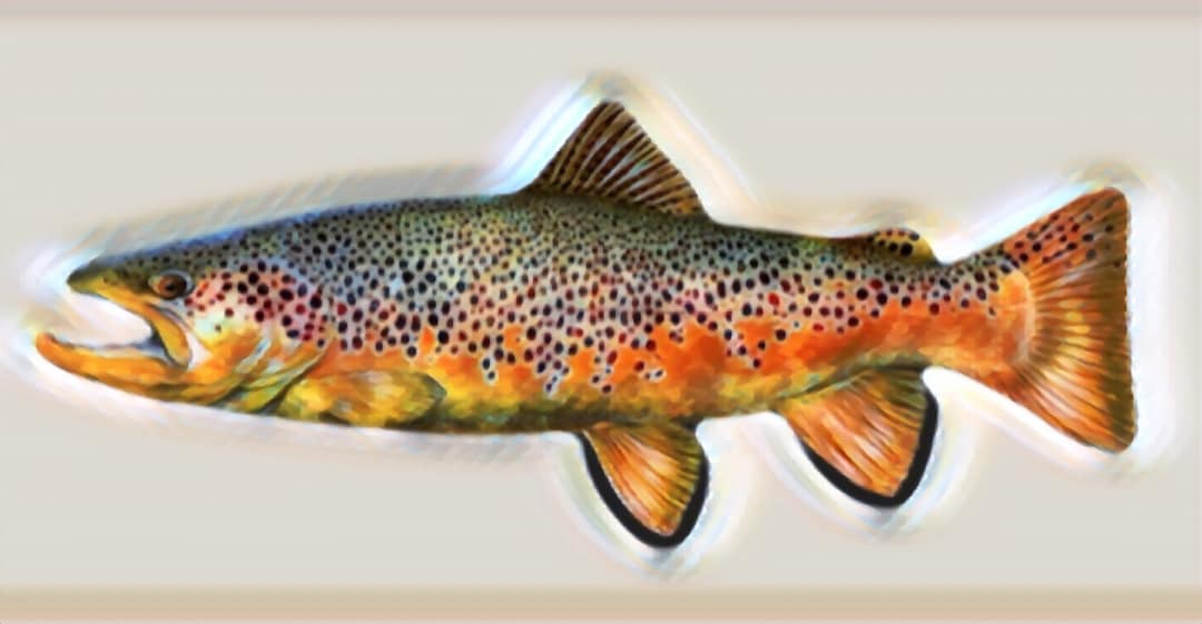 Brown Trout License Plate Fisherman Decorative License Plate - Etsy