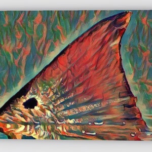 Redfish Canvas Wrap Art , Redfish Tail Prints on Canvas.redfish Tail ...