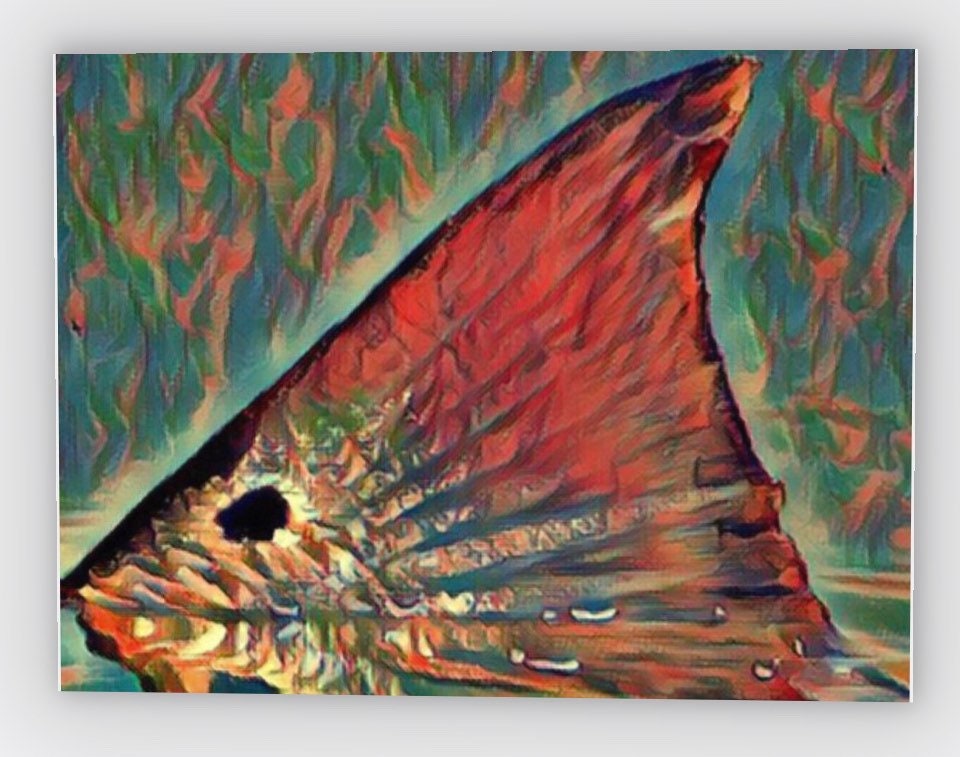 Redfish Canvas Wrap Art , Redfish Tail Prints on Canvas.redfish Tail Canvas Print 20”x16” Inches ...