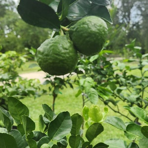 100% Natural Fresh Kaffier Lime LEAFS ONLY From Small Florida Farm - Etsy
