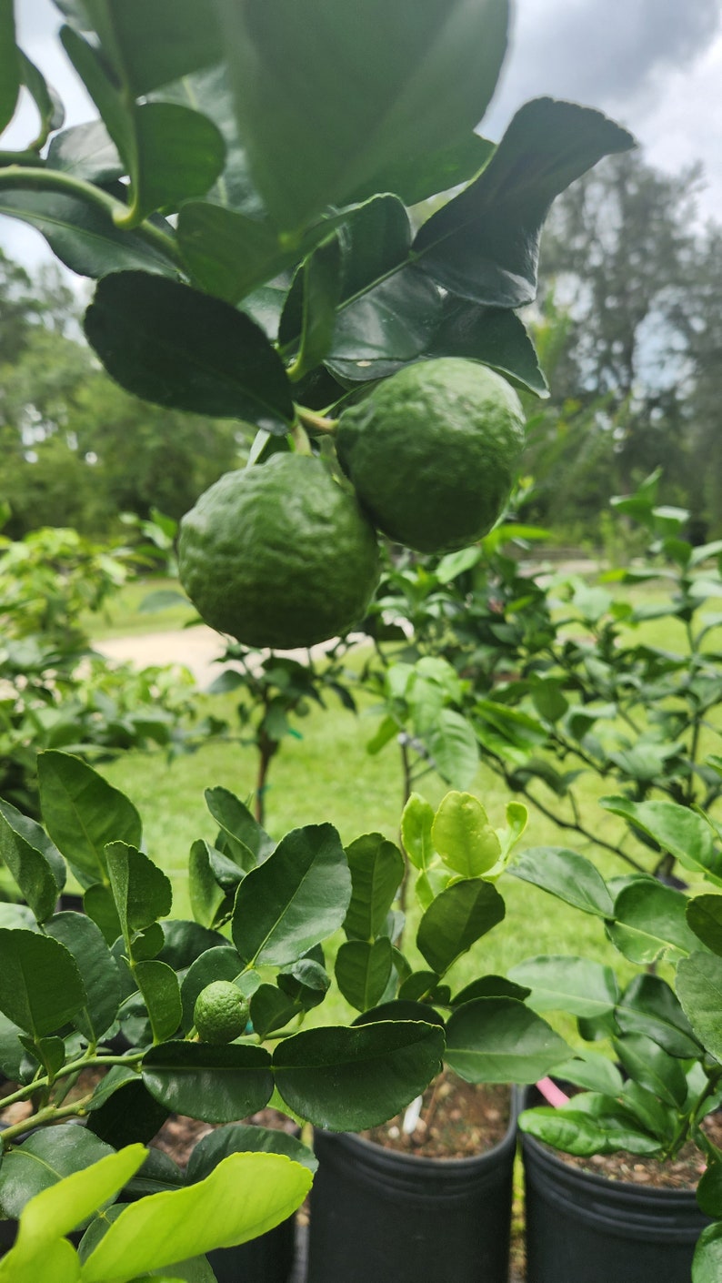 100% Natural Fresh Kaffier Lime LEAFS ONLY From Small Florida Farm - Etsy