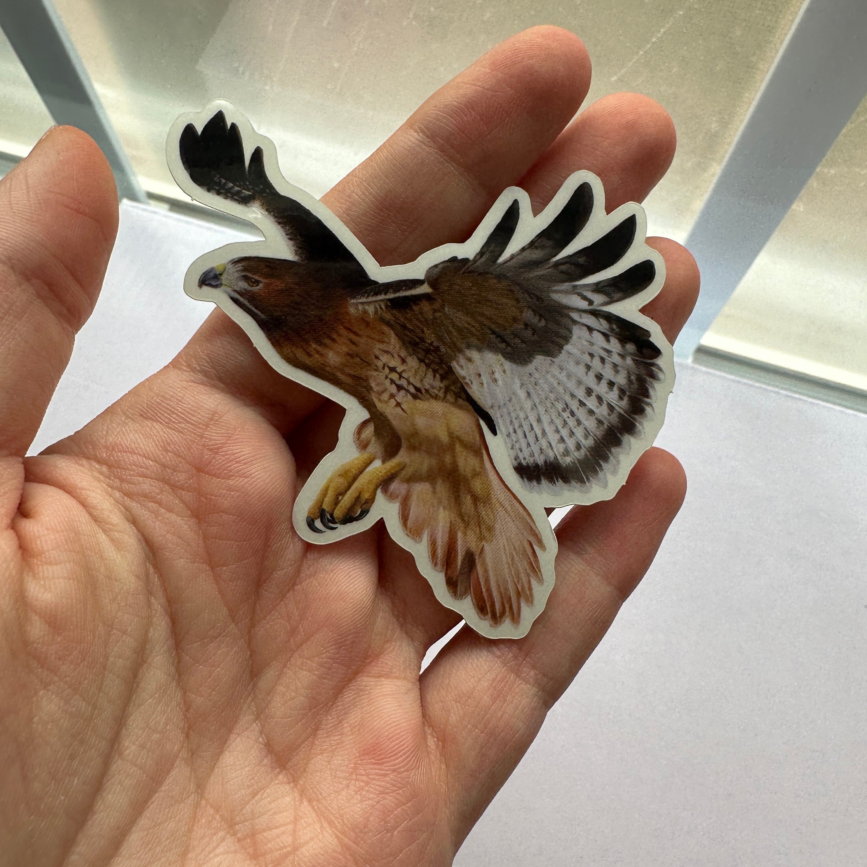 Red-tailed Hawk Flying Realistic Clear Vinyl Sticker - Etsy