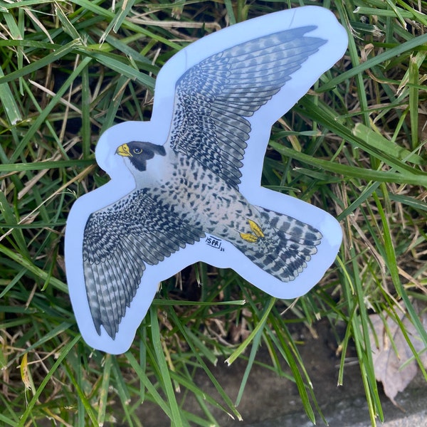 Peregrine Falcon - Etsy