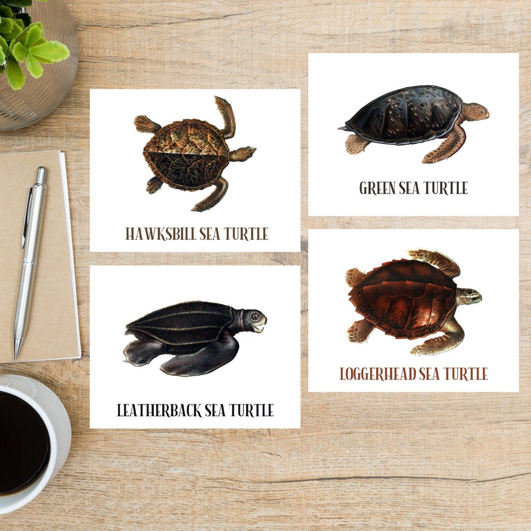 Sea Turtles Postcard Set | 4 Postcards | 130 Thick Cardstock - Etsy
