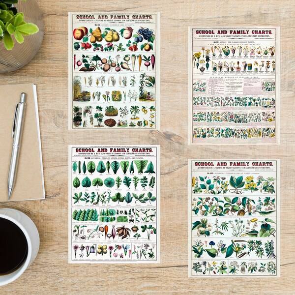 Classification Chart - Etsy