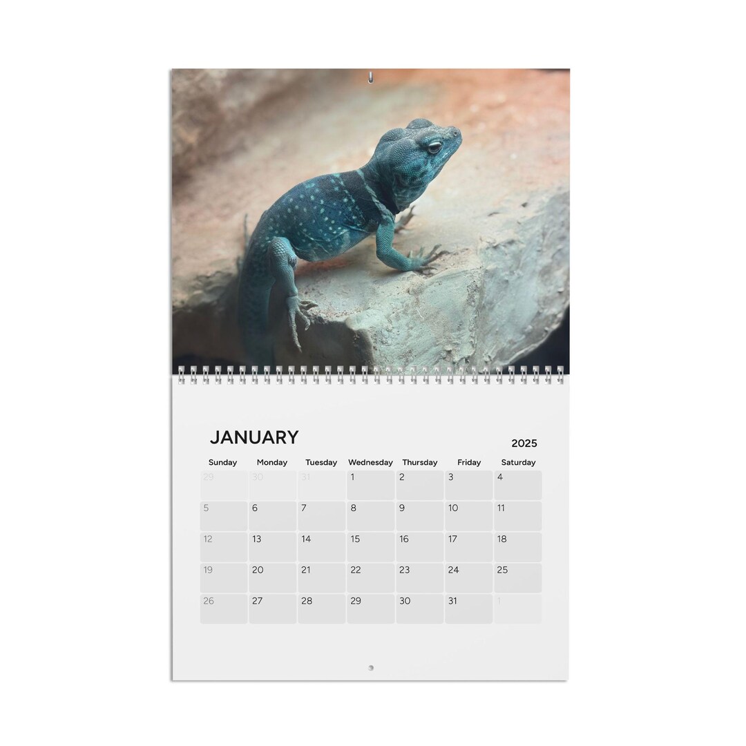 Zoo Animals Calendar (2025) - Etsy
