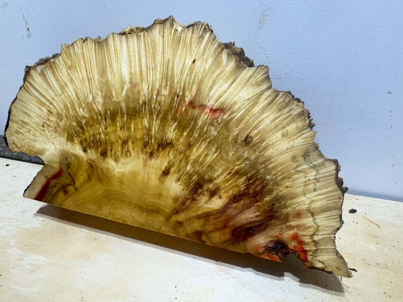 Box Elder Burl Cap Live Edge Slab - Etsy