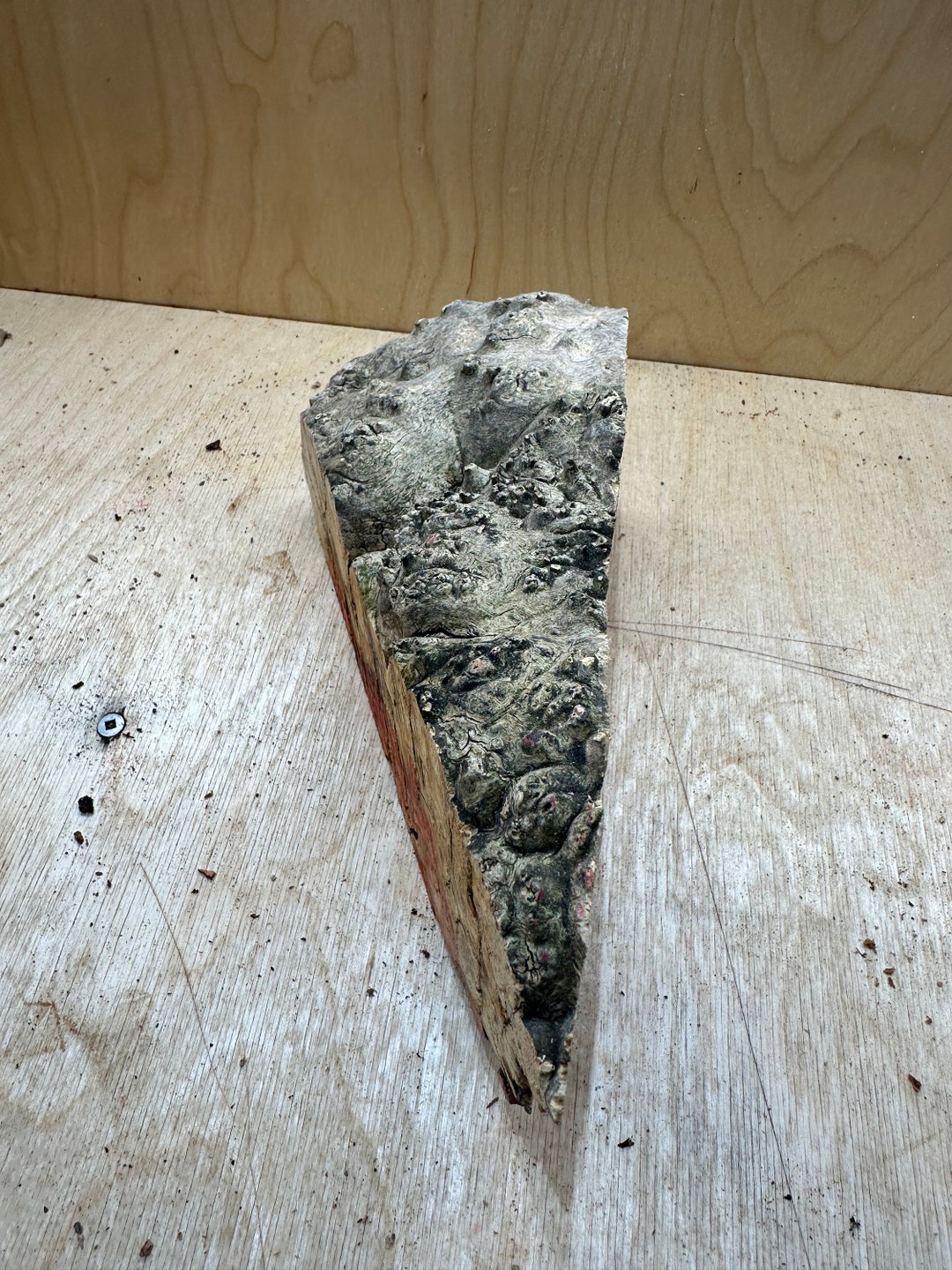 Box Elder Burl Cutoff - Etsy