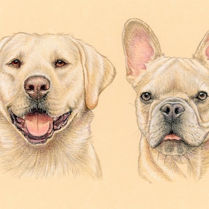 Custom Pet Portrait - Hand Drawn Colored Pencil Fine Art Dog Cat Animal ...