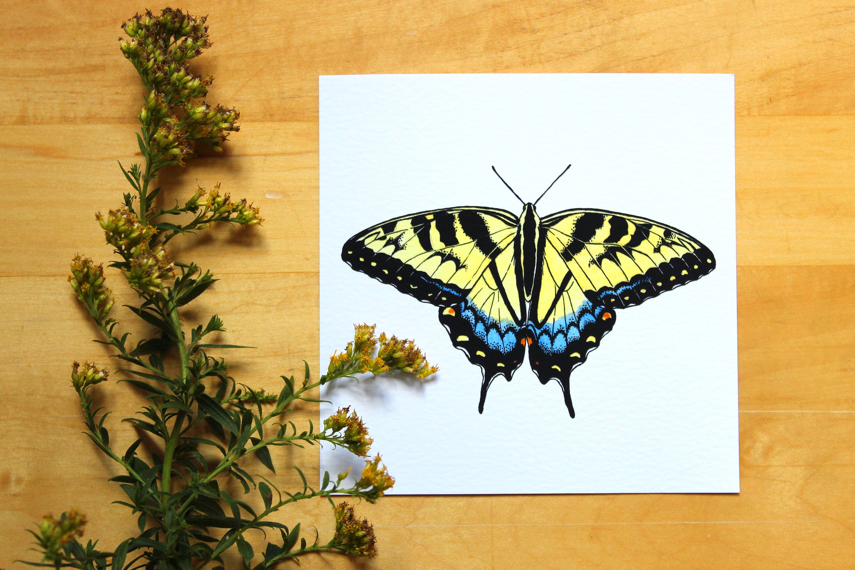 Tiger Swallowtail Print 5x5 Nature Illustration Fine Art Print - Etsy