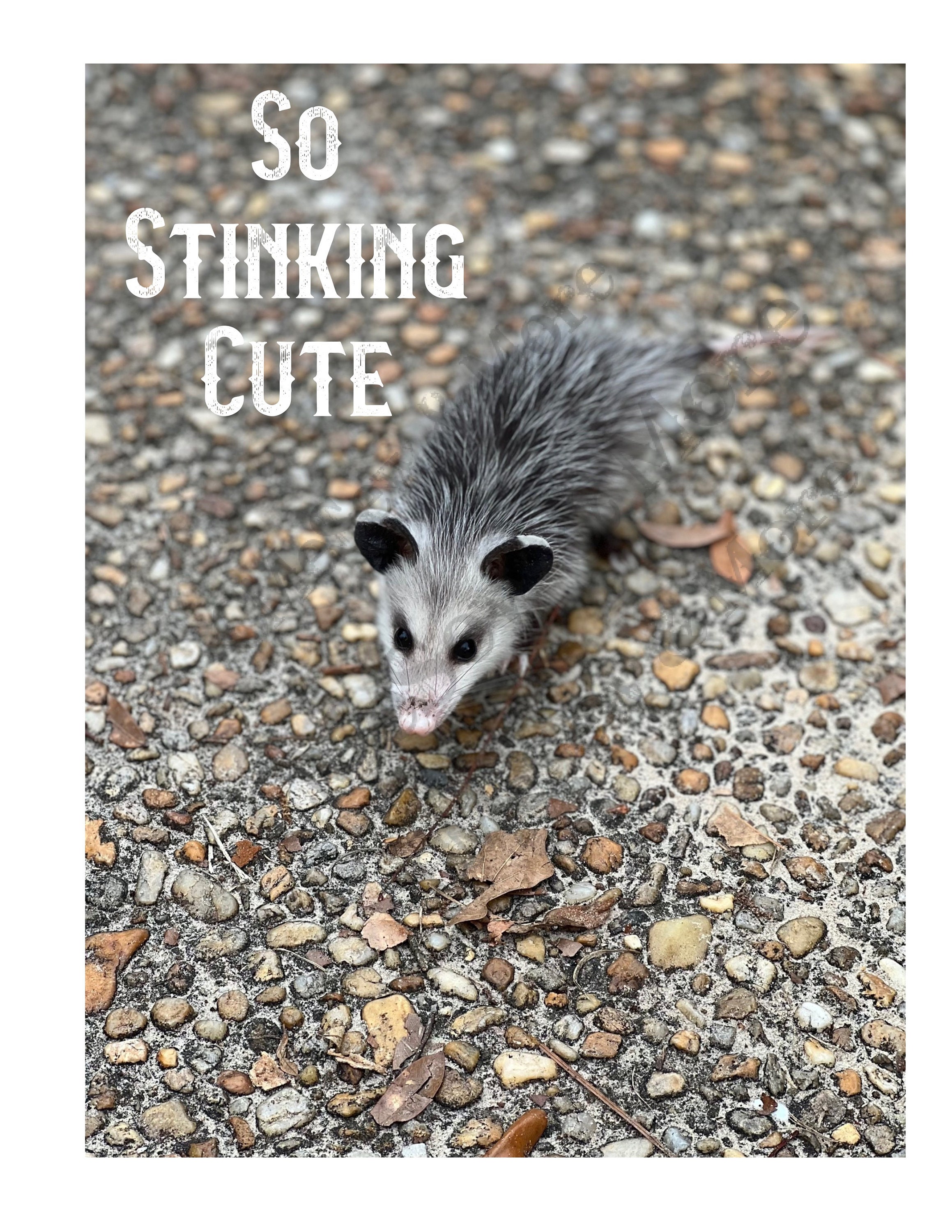 So Stinking Cute, Opossum, PNG - Etsy