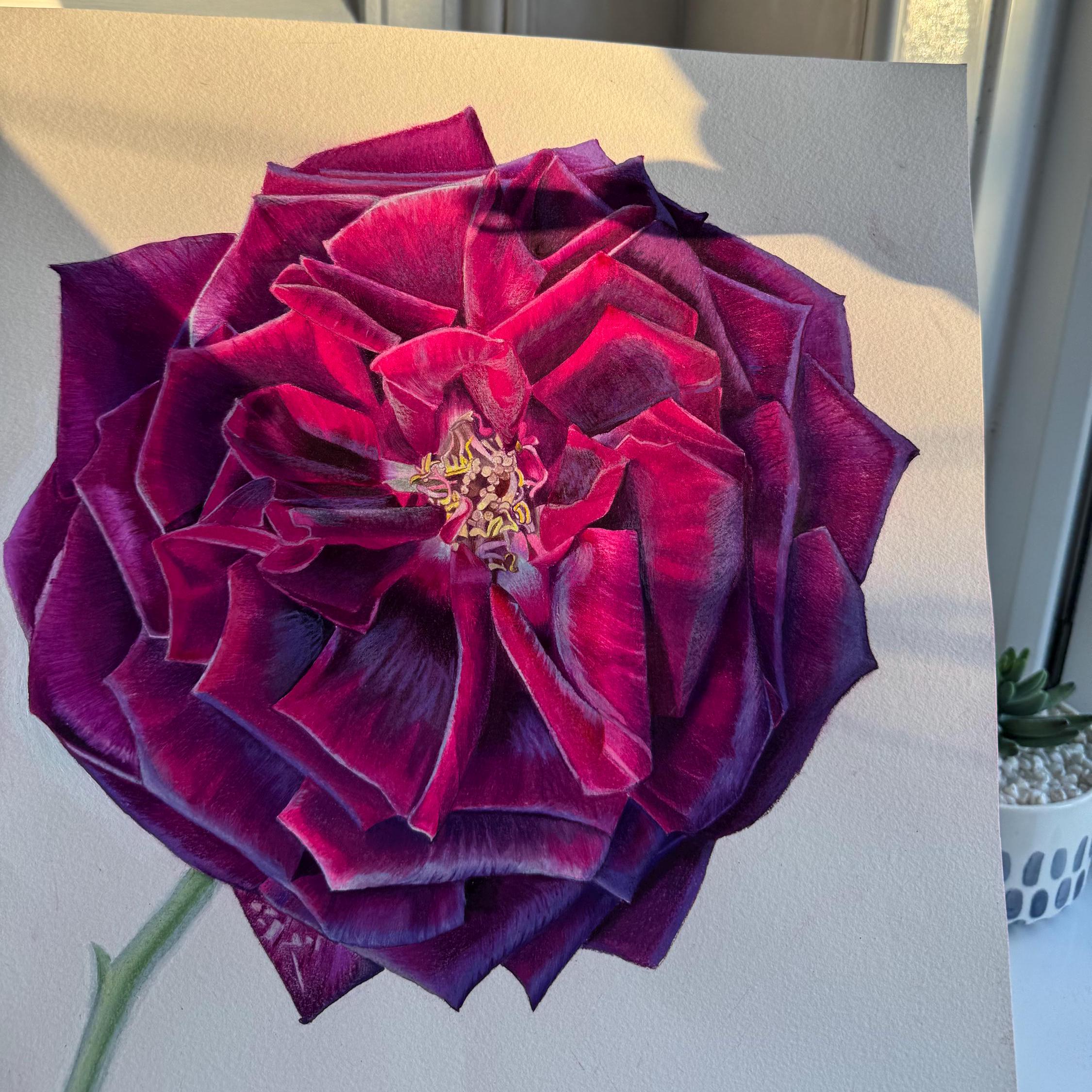 Velvet Red Rose - Coloured Pencil Drawing - Original Art Piece - Etsy