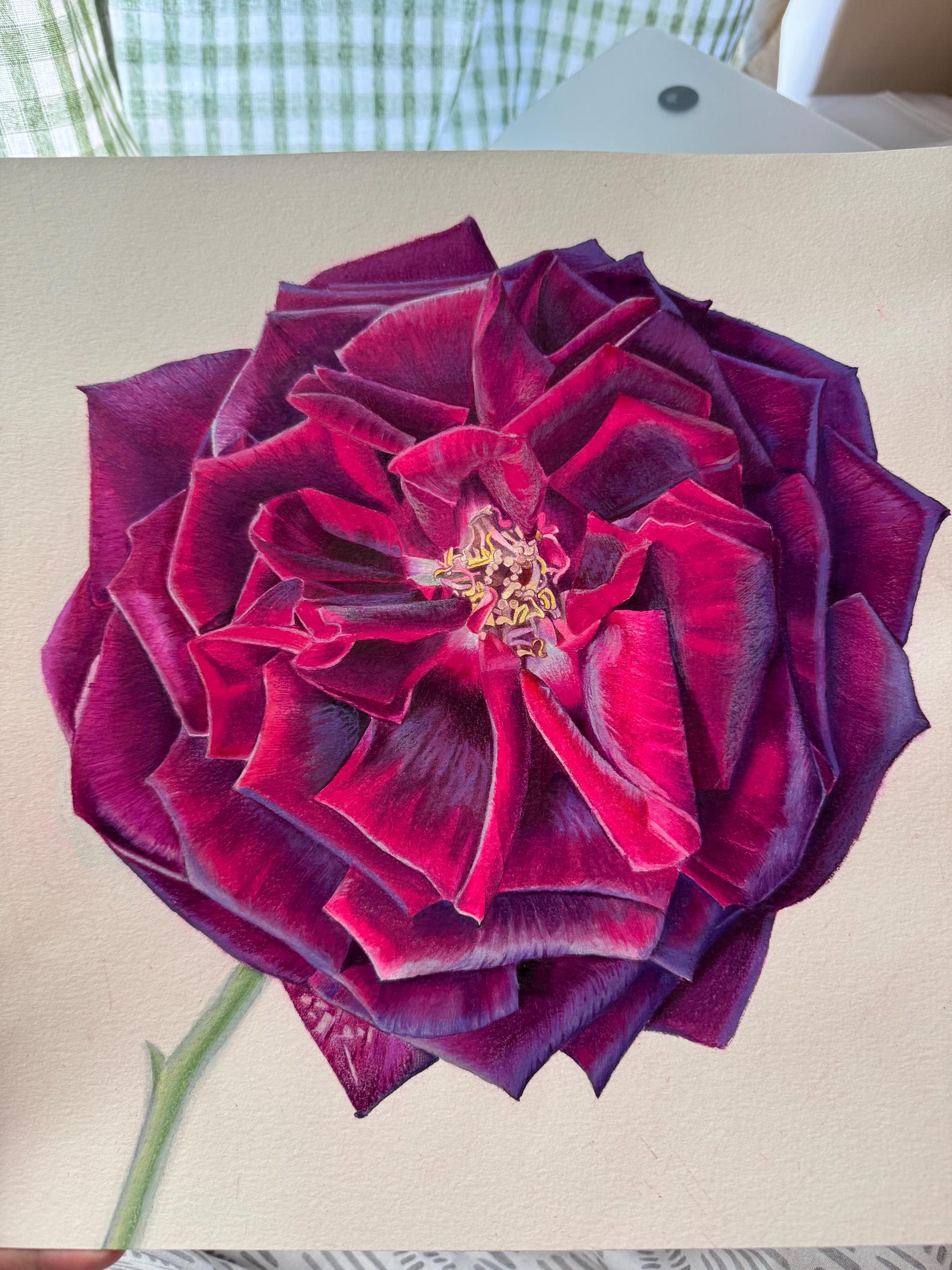 Velvet Red Rose - Coloured Pencil Drawing - Original Art Piece - Etsy