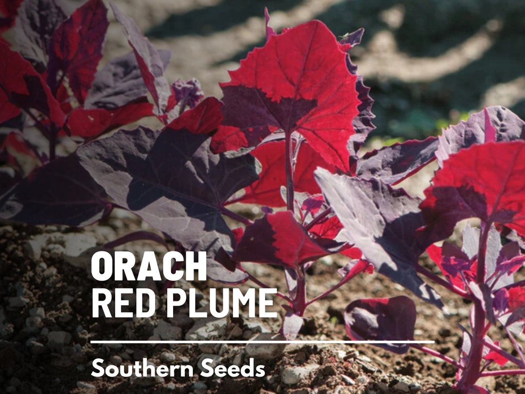 Orach, Ruby Red 25 Seeds Heirloom Leafy Green Deep Ruby Red Leaves ...