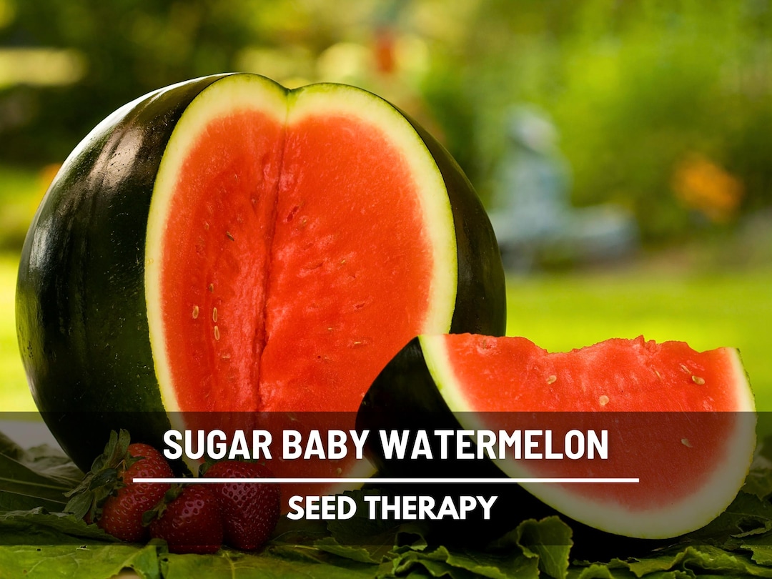 Sugar Baby Watermelon Seeds – Heirloom Fruit, Compact Size, Ideal for ...