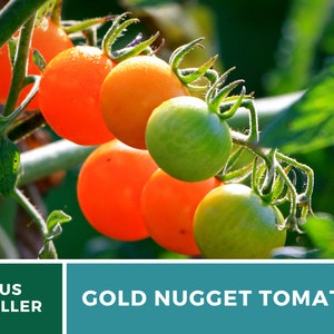 Tomato, Gold Nugget - 50 Seeds - Heirloom Vegetable, Determinate Plant ...