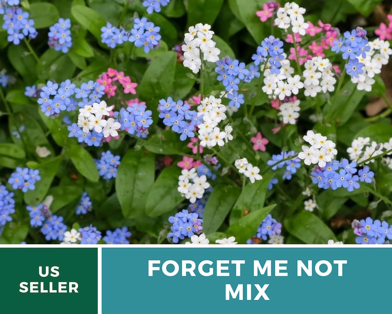 Forget-me-not Mixed Colors Seeds – Heirloom, Assorted Blooms, Easy to ...