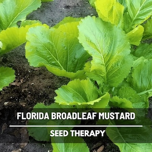 Florida Broadleaf Mustard Seeds – Heirloom Greens, Brassica Juncea ...