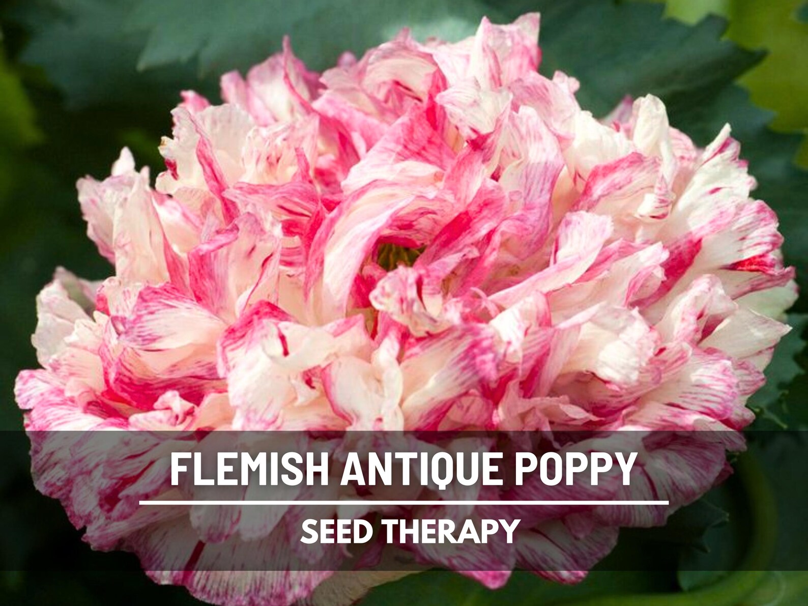 Flemish Antique Peony Poppy Seeds – Heirloom, Rare Red Rose Streaked ...