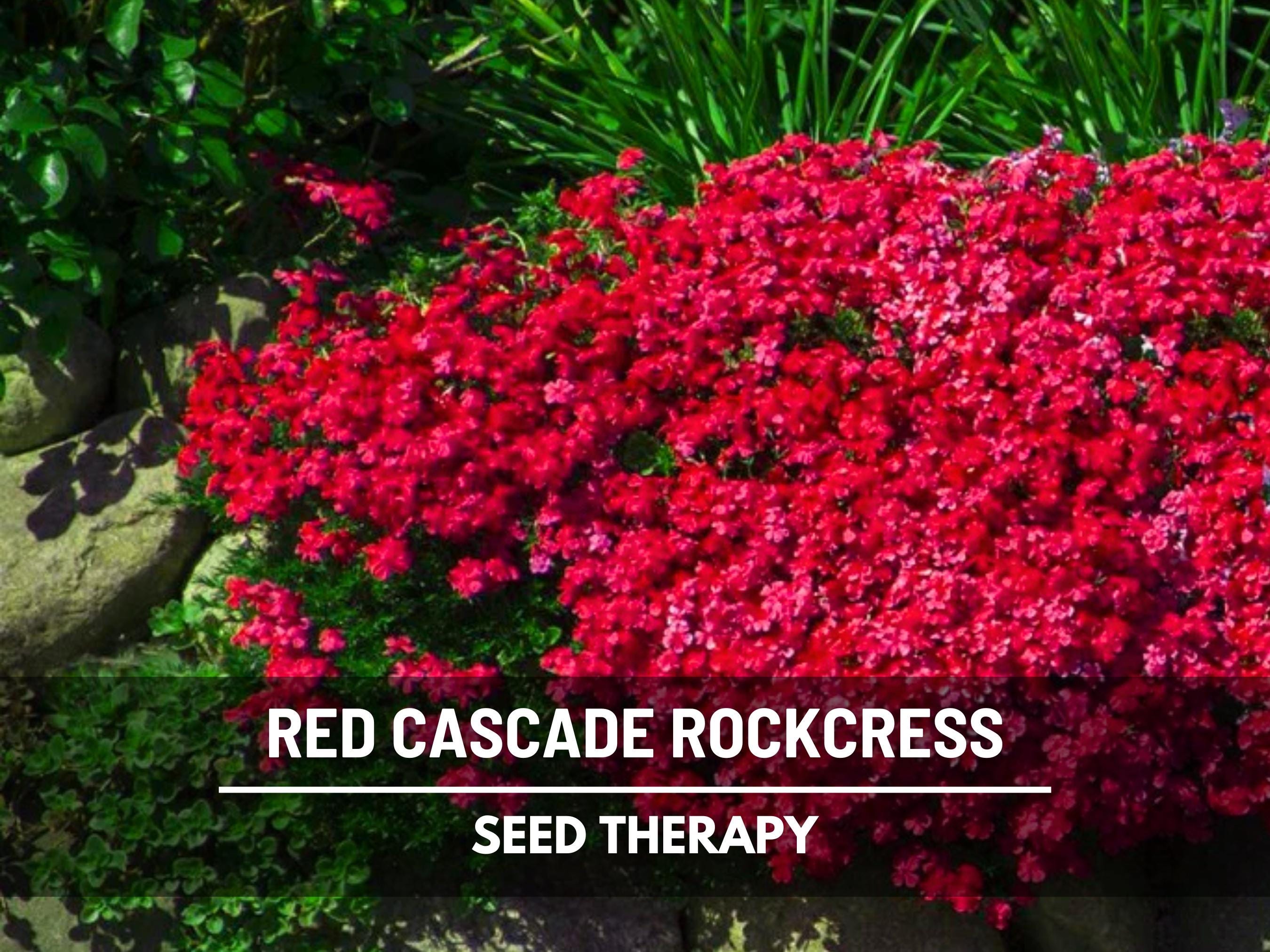 Cascade Red Rockcress Seeds – Red Cascading Blooms, Perfect for Rock ...