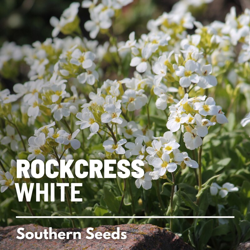 Rockcress - Etsy