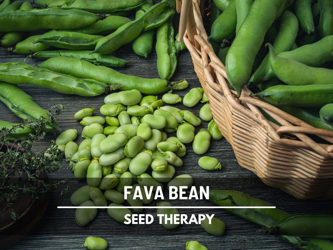 Broad Windsor Fava Bean Seeds – Heirloom, Hardy Edible Beans, Garden ...