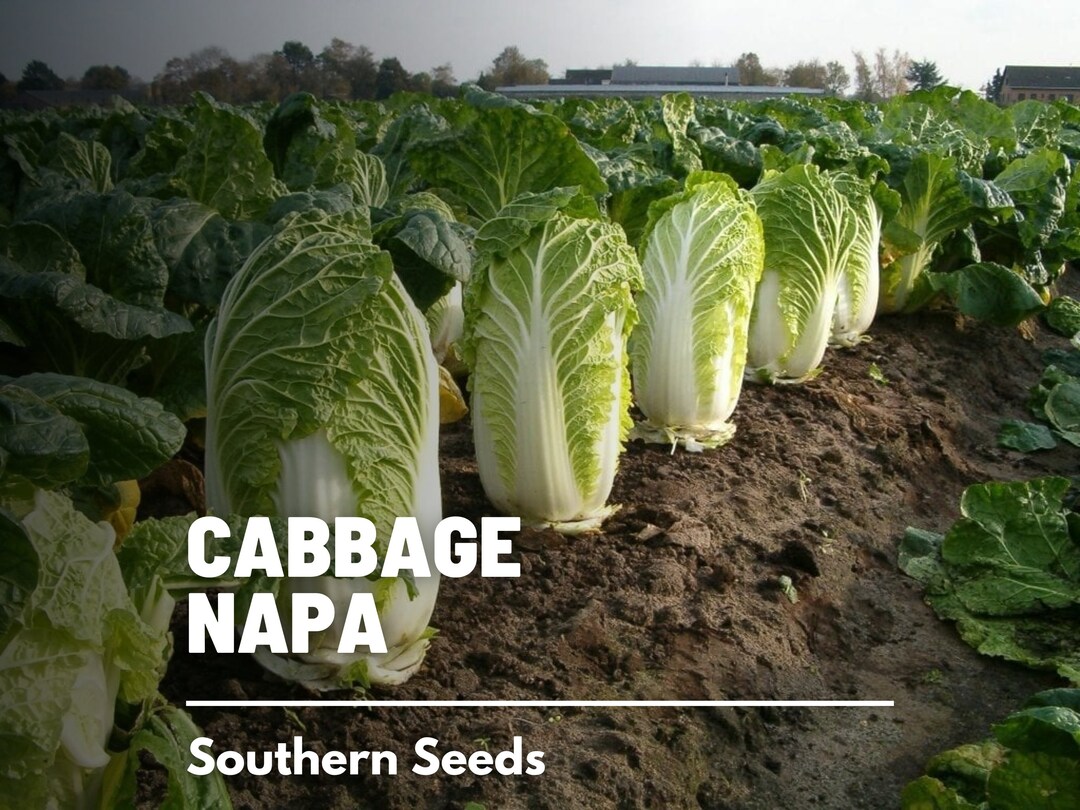 Cabbage, Napa Michihili Heading - 100 Seeds - Heirloom Vegetable - Open ... Cabbage, Napa Michihili Heading - 100 Seeds - Heirloom Vegetable - Open ...