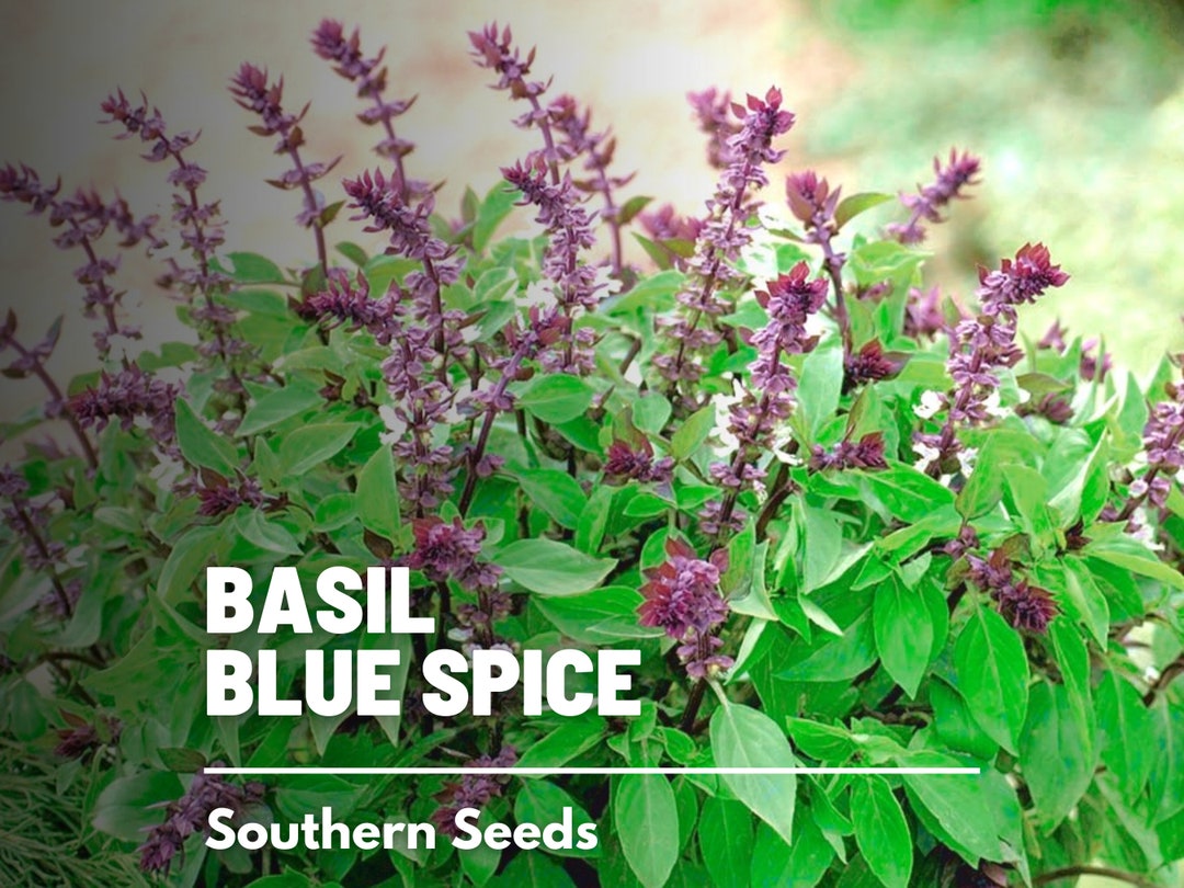 Basil, Blue Spice 100 Seeds Heirloom Culinary & Medicinal Herb ...