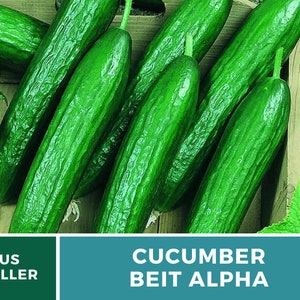 Beit Alpha Cucumber Seeds – Heirloom, Crisp Tender Slicer, Non-gmo (30 ...
