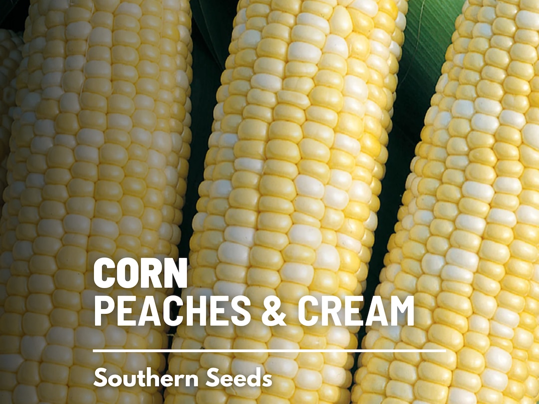 Corn, Peaches & Cream 60 Seeds Hybrid Vegetable Sweet Corn Non-gmo zea ...