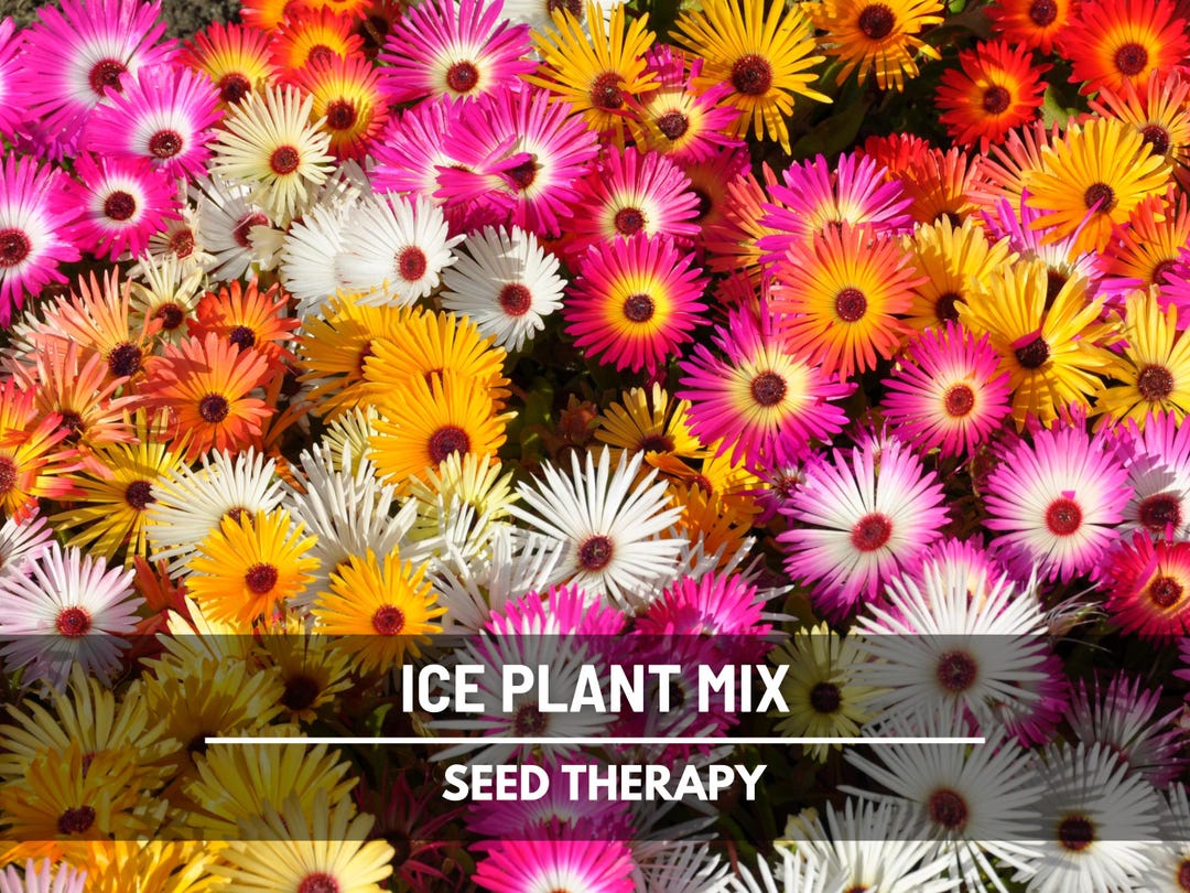 Ice Plant Mix Seeds – Heirloom Ground Cover, Colorful & Drought ...