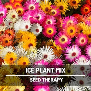 Fire Spinner Ice Plant Seeds - Etsy