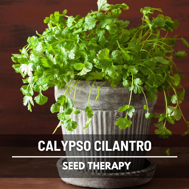 And Cilantro - Etsy