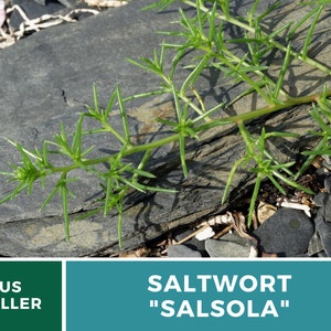 Saltwort Seeds – Heirloom Edible Green, Asian Culinary Herb, Medicinal ...