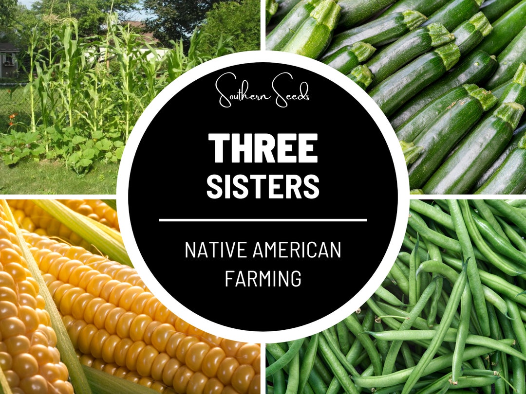 Three Sisters Seed Collection - Native American Farming - Corn, Bean ...