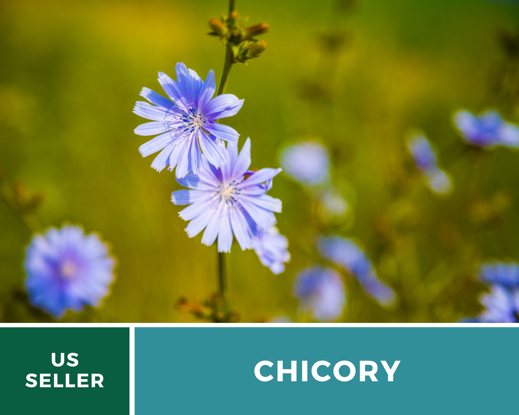 Yellow Chicory Plant