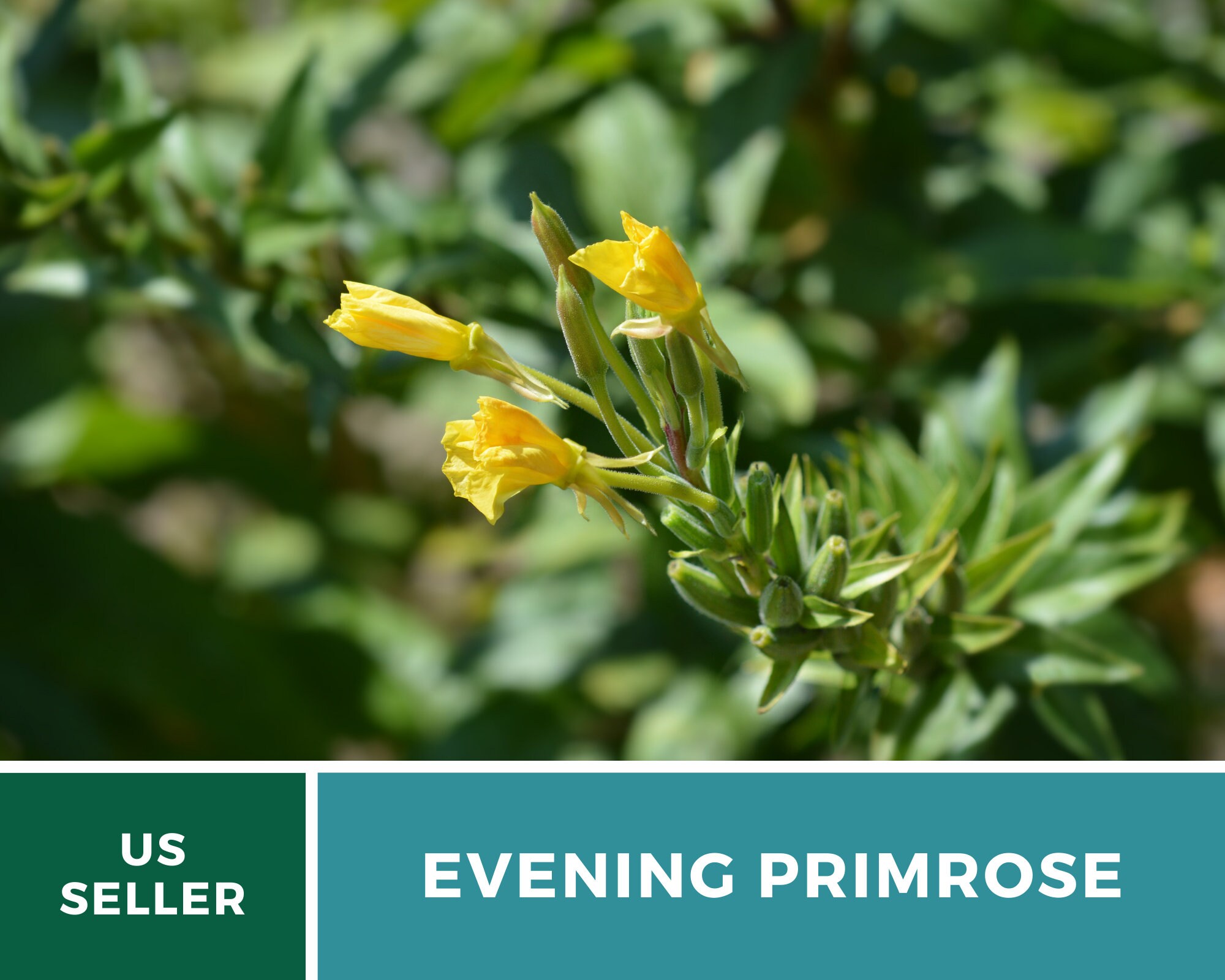 Common Evening Primrose Seeds – Heirloom Flower, Medicinal Herb, Easy ...