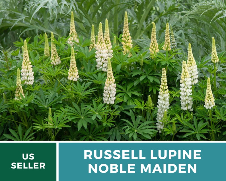 Lupine Russell Noble Maiden Seeds – Heirloom Flower, Pure White Spikes ...
