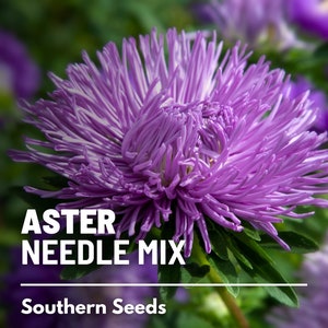 Aster, Needle Mix - 50 Seeds - Heirloom Flower - Easy to Grow ...