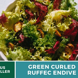 Endive, Green Curled Ruffec - 200 Seeds - Heirloom - Open Pollinated ...