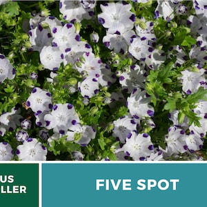 Five Spot Seeds – Heirloom, Unique & Colorful Flower, Easy to Grow ...