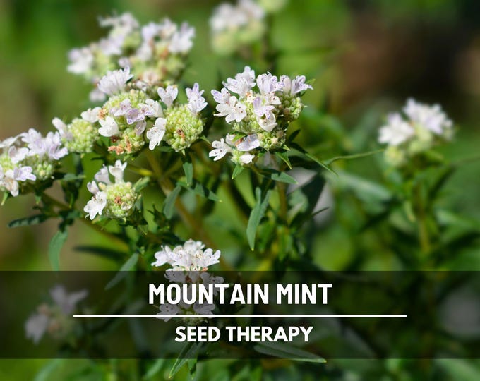 Mountain Mint - Pycnanthemum Muticum- Live Starter Plant- FREE SHIPPING ...