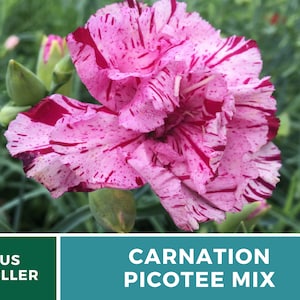 Carnation Chabaud Picotee Mix Seeds – Heirloom Flower With Fringed ...