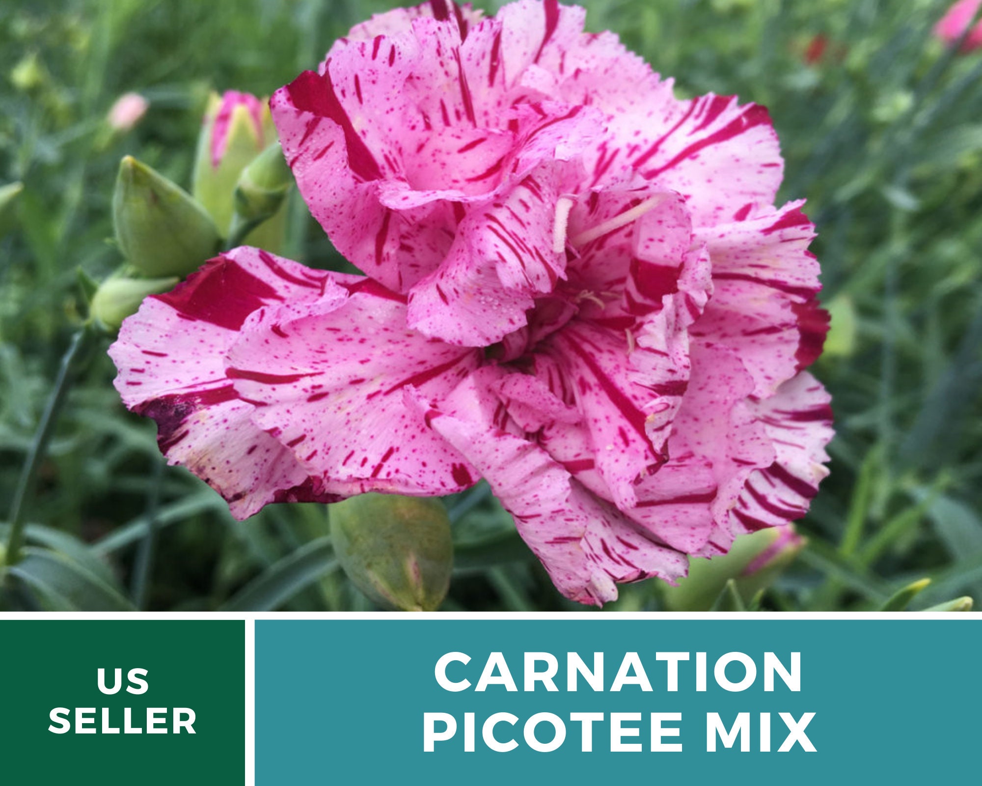 Carnation Chabaud Picotee Mix Seeds – Heirloom Flower With Fringed ...