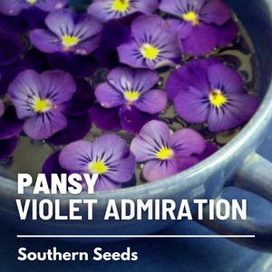 Violet Admiration Viola Seeds – Heirloom Horned Viola, Deep Purple ...
