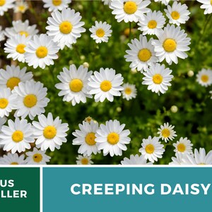 Creeping Daisy Seeds – Heirloom Flower, Low Growing & Easy to Grow ...