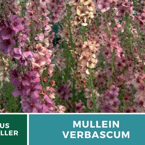 Verbascum Mix (purple Mullein) Seeds – Heirloom Flower, Medicinal Plant ...