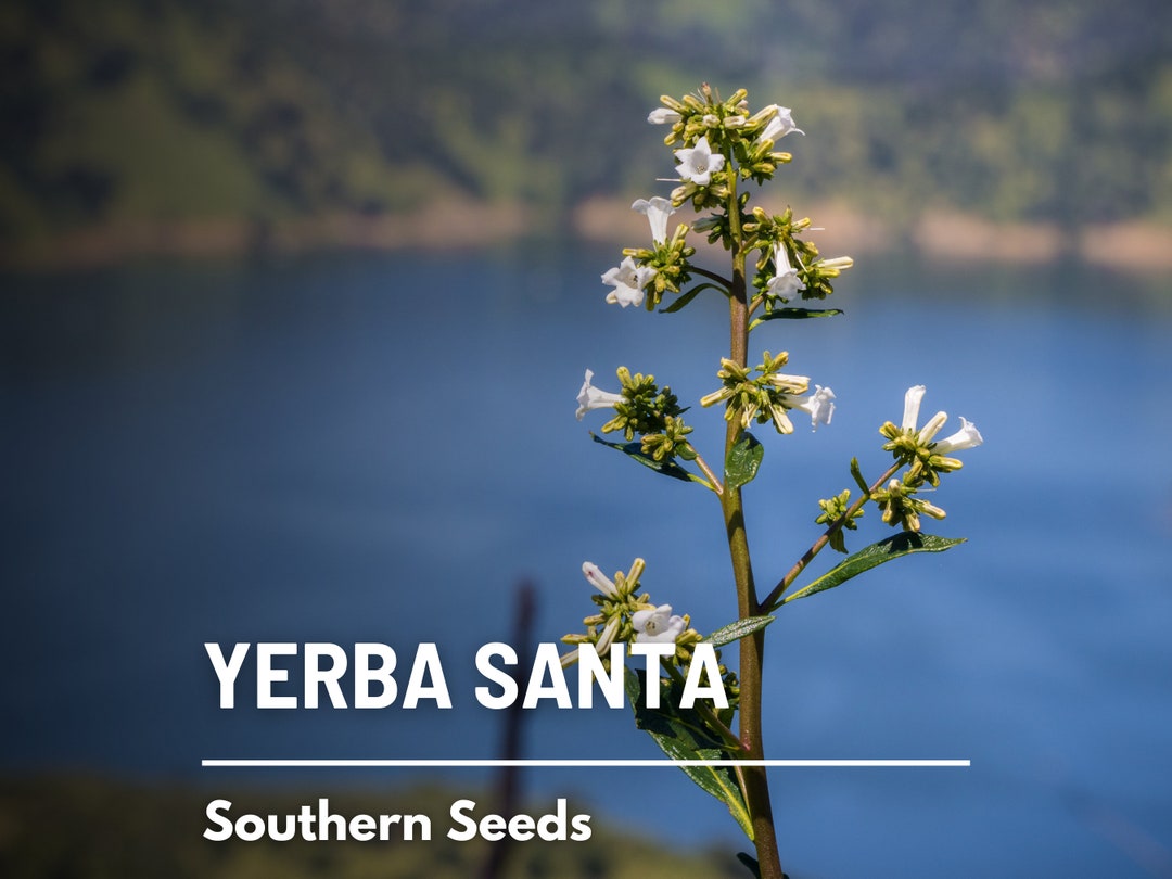 Yerba Santa - 30 Seeds - Heirloom Herb, Medicinal Plant, California ...