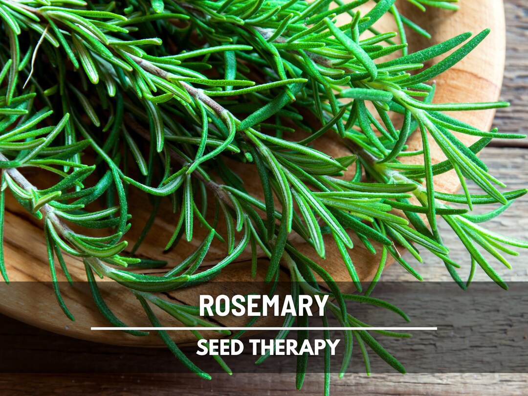 Rosemary Seeds – Heirloom, Best Seller! Fragrant and Aromatic Herb ...