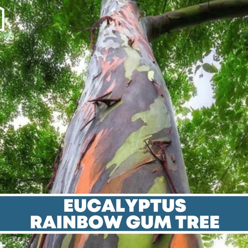 Eucalyptus Rainbow Gum Tree 100 Seeds Medicinal Easy to - Etsy